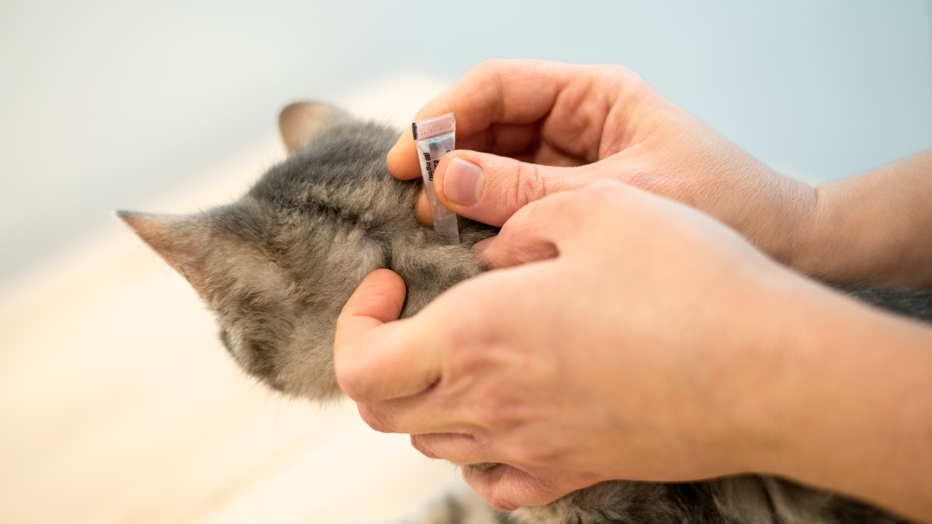 Flea and Tick Prevention - Oakbrook Animal Hospital